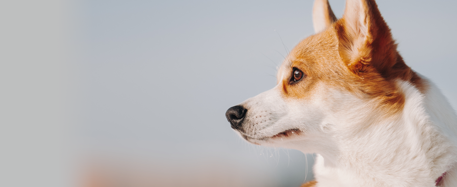 Referral Program - Sactown Vet